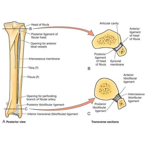 Physioosteobook Physioosteobook Added A New Photo