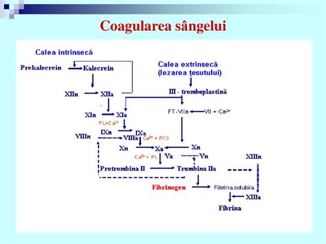 Fiziologia Sângelui Online Presentation