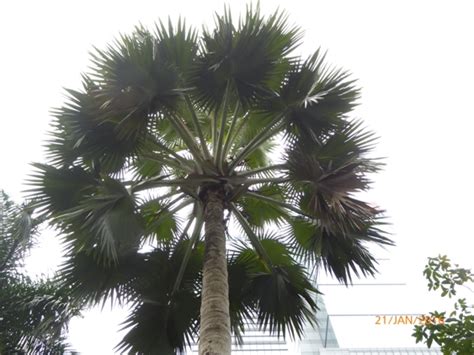 樹木谷Hong Kong Tree Society