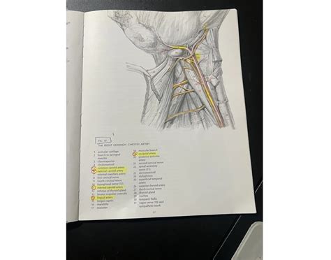 Fig 47 The Right Common Carotid Artery Quiz