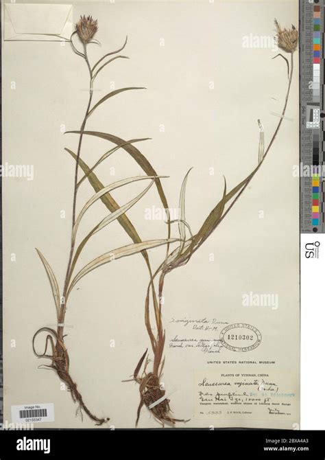 Saussurea Yunnanensis Franch Saussurea Yunnanensis Franch Stock Photo