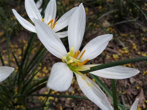 Review Huawei Mate Gizmochina