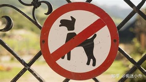 最新禁养犬名单公布谁养谁是大冤种 知乎