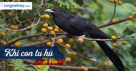 So N B I Khi Con Tu H Si U Ng N