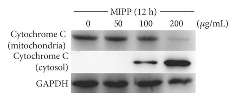 Mipp Induced The Release Of Cytochrome C From Mitochondria Into The