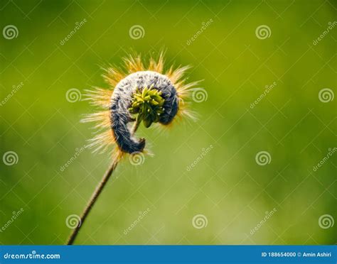 Mottenlarven Met Achtergrond Van Bokeh Stock Foto Image Of Cocons Vleugels 188654000