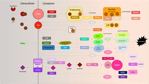 Frontiers Ferroptosis Biology And Implication In Cancers