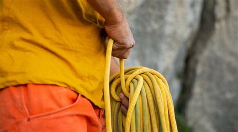 Tree Bracing And Cabling Clower Tree Service