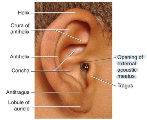 4a Ear Anatomy Flashcards Quizlet