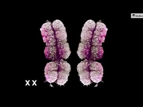 Sex Determination Video Lecture Class