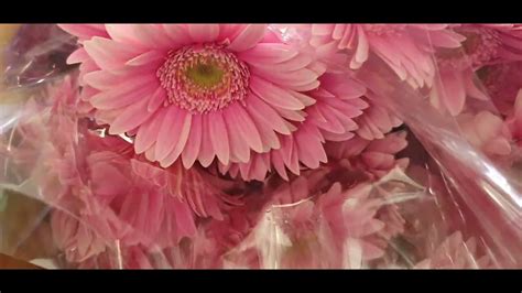 미니거베라 썸머링 생화 생화택배 생화도매 인터넷꽃시장 인터넷꽃도매 장미대량구매 꽃 꽃종류 꽃다발 꽃도매 꽃시장 부산꽃시장 김해꽃시장 꽃쇼핑몰 김해꽃 부산꽃 꽃싸게사는법