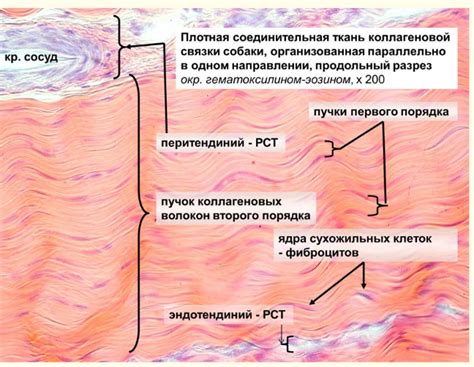 Сухожилие как орган: строение, функции, регенерация