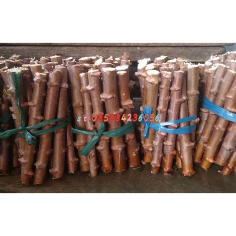 Jual Batang Stek Singkong Keju Singkong Petani Bogor Shopee Indonesia