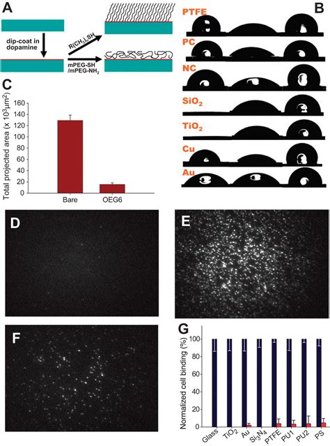 Mussel Inspired Surface Chemistry For Multifunctional Coatings Science
