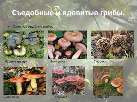 Съедобные и ядовитые грибы презентация онлайн