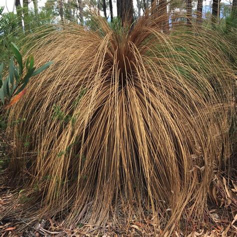 A Grass Tree Xanthorrhoea Spp Affected By Phytophthora Root Rot Download Scientific Diagram