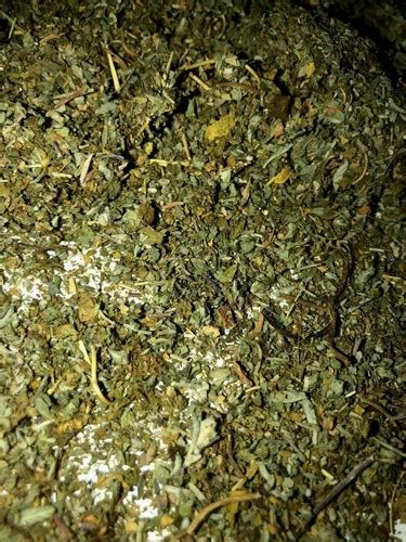 Damiana Aphrodisiac Sex Love Herb Appealing Sensual Turnera Diffusa Leaf 1 Lb Ebay