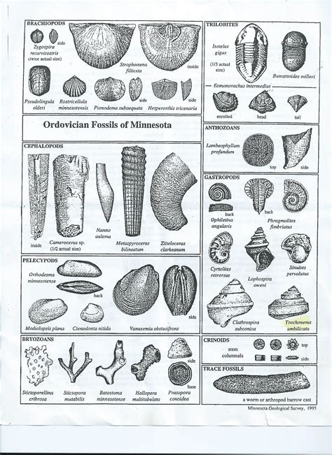 Fossils Coloring Pages Fossil