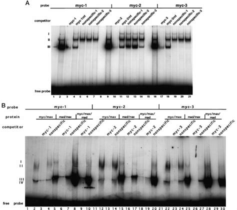 Emsas Of Proteins Binding To Myc Binding Sites On The Mouse Hdac2 Download Scientific Diagram