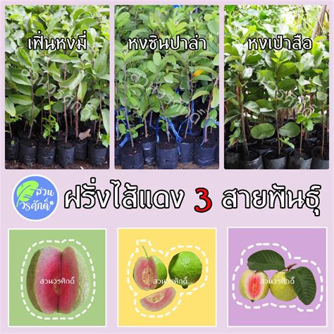 ฝรั่งไส้แดง 3ต้น 3สายพันธุ์ ราคาสุดคุ้ม520 เฟิ่นหงมี่ หงซินปาล่า หงเป่าสือ กิ่งตอนชำลงถุง