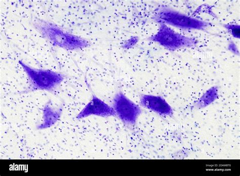 Healthy Brain Cells Lm Hi Res Stock Photography And Images Alamy