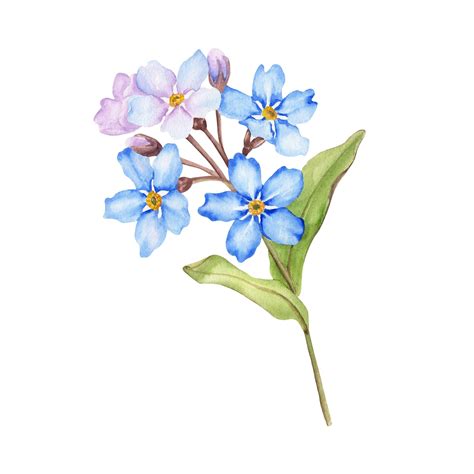 Forget Me Not Watercolor