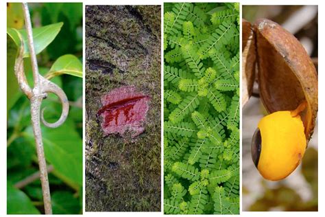 The Best Medicinal Plants Of The Peruvian Amazon Rainforest