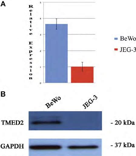 Tmed2 Mrna And Protein Expression In Bewo And Jeg 3 Cells Quanti Fi