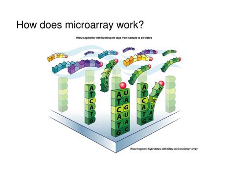 ppt introduction to microarray data analysis bmi ibgp 730 powerpoint