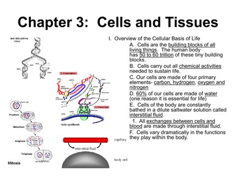 Chapter 3 Cells And Tissues