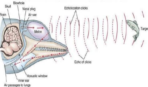 Mammalogy Lecture 10 Echolocation And Sensory Orientation Flashcards Quizlet Mammalogy Lecture 10 Echolocation And Sensory Orientation Flashcards Quizlet