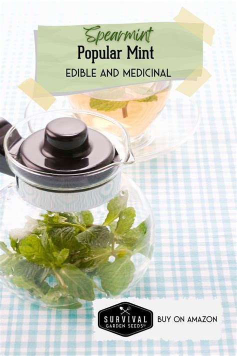 Survival Garden Seeds Spearmint Seed For Planting Mentha Spicata Packet With Instructions To