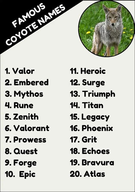299 Catchy And Famous Coyote Names Ideas