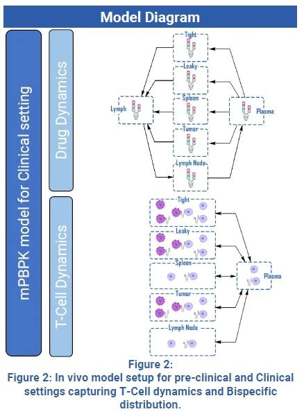 Development Of Qsp Platform Model For Predicting Alternate Priming Dose Vantage Research