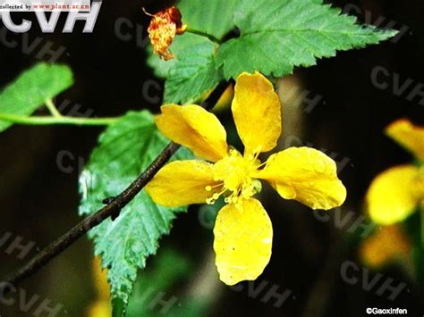 Kerria Japonica Linn Dc