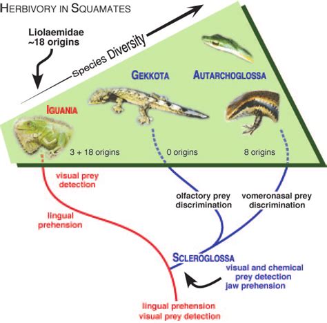 Evolution Of Prey Detection Prey Prehension And Herbivory In Squamate Download Scientific