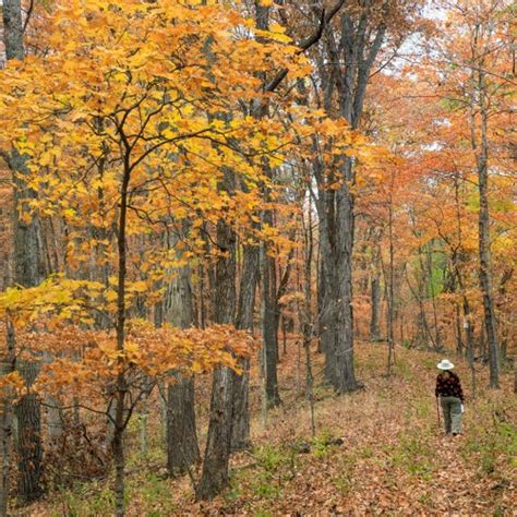 Stream Fall Colors With Mark Grueber At Mo Conservation Mcgraw Show 10
