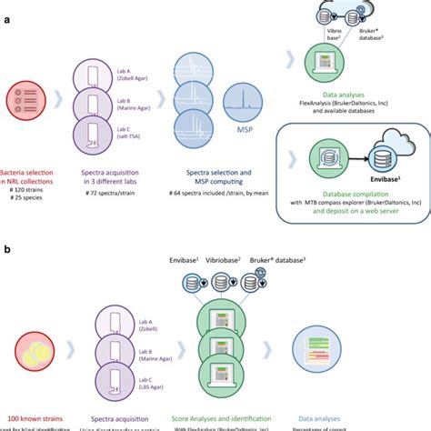 Maldi Tof Ms Microbial Identification Workflow ¹free Download On Download Scientific Diagram