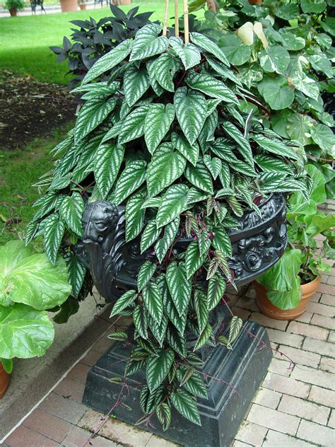 Rex Begonia Vine Garden Housecalls