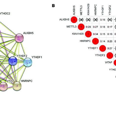 Interaction And Correlation Among The 13 M6a Rna Methylation Download Scientific Diagram