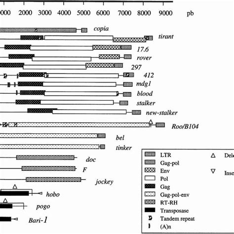 Pdf Sequence Divergence Within Transposable Element Families In The