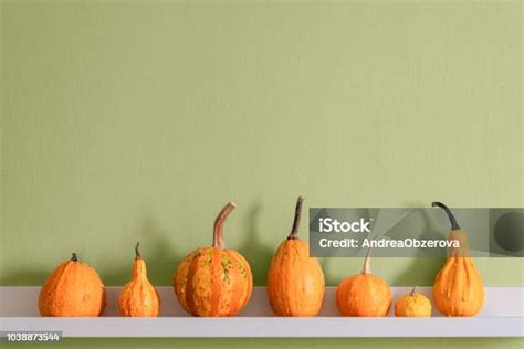 즐거운 추수 감사절 배경입니다 그린 색된 벽에 흰색 선반에 다양 한 호박의 선택 계절 호박 룸 장식입니다 현대 최소가 장식 영감을 추수감사절에 대한 스톡 사진 및 기타