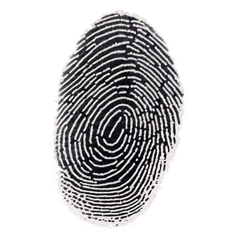 Download High Resolution Fingerprint Image Png 3