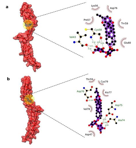 Molecular Docking Representation Of The Top Hit Phytochemical Of Bacopa