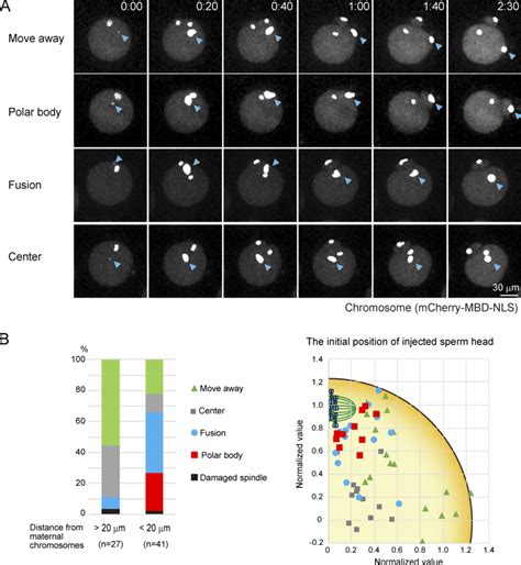 Spatial Separation Of Maternal And Paternal Chromosomes Prevents The