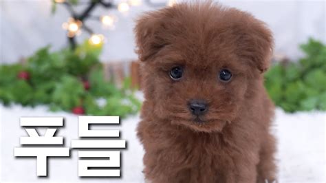 애교가 정말 너무너무 많은 강아지 푸들 강아지분양 부산강아지분양 안동강아지분양 사천강아지분양 Youtube