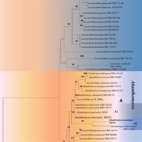 maximum likelihood majority rule consensus tree for the isolates based