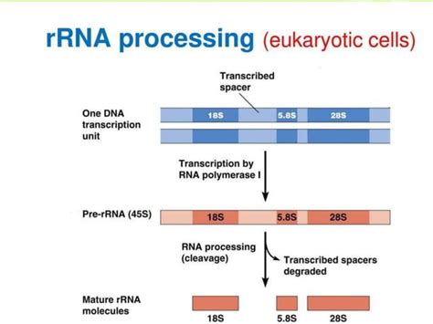 r rna processing pptx