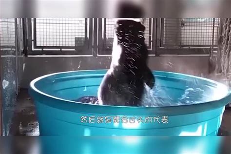 有灵性的小鸟主人一开水龙头它就跳进主人的手掌里洗澡 主人 水龙头 手掌