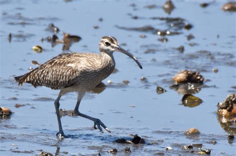 チュウシャクシギ 2018 05 06 日本の野鳥識別図鑑